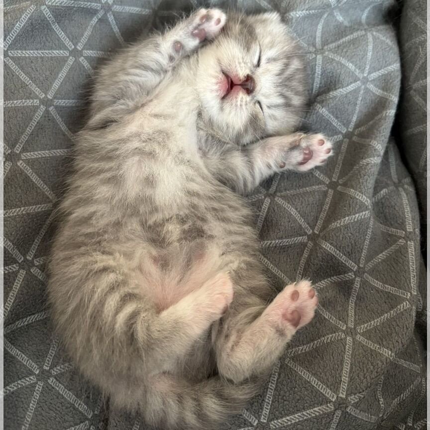 Британский короткошёрстный котёнок