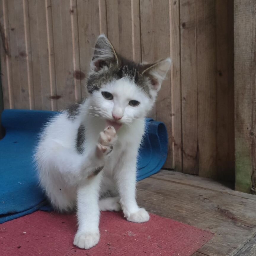Котенок ищет дом