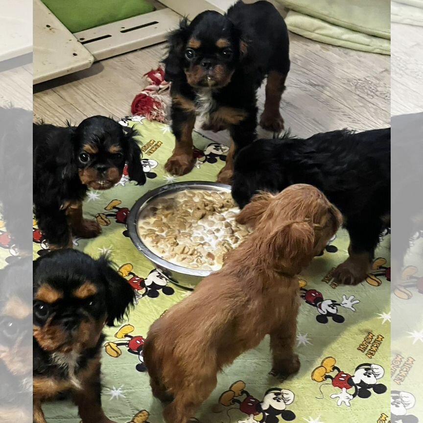 Кинг чарльз спаниель щенки