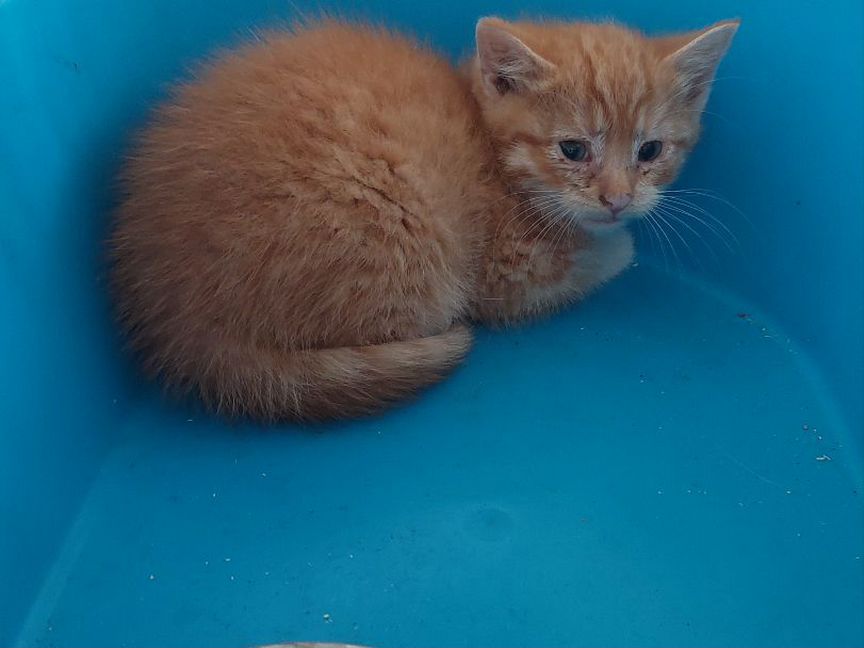 Рыжий котенок 1 месяц Бесплатно