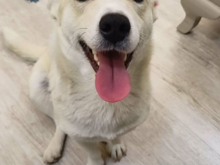 Собака девочка в добрые руки