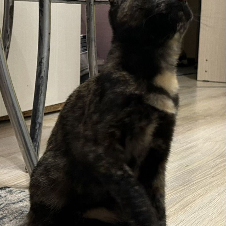 Котёнок Калли продолжает искать хозяина