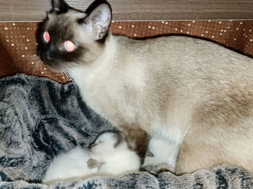 Котята симайские