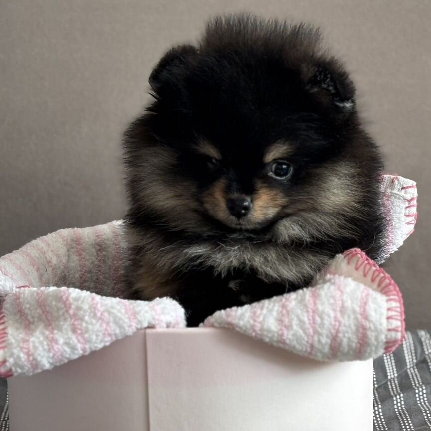 Померанский шпиц, щенок