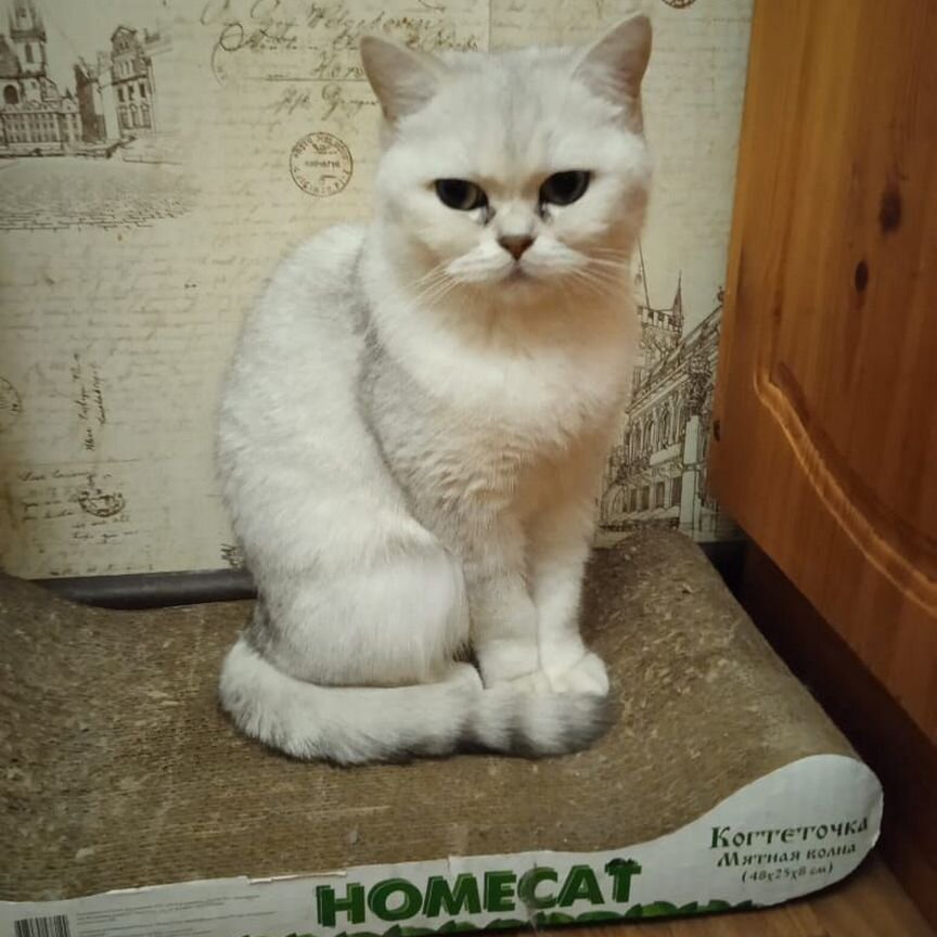 Ищем для кошки новый дом