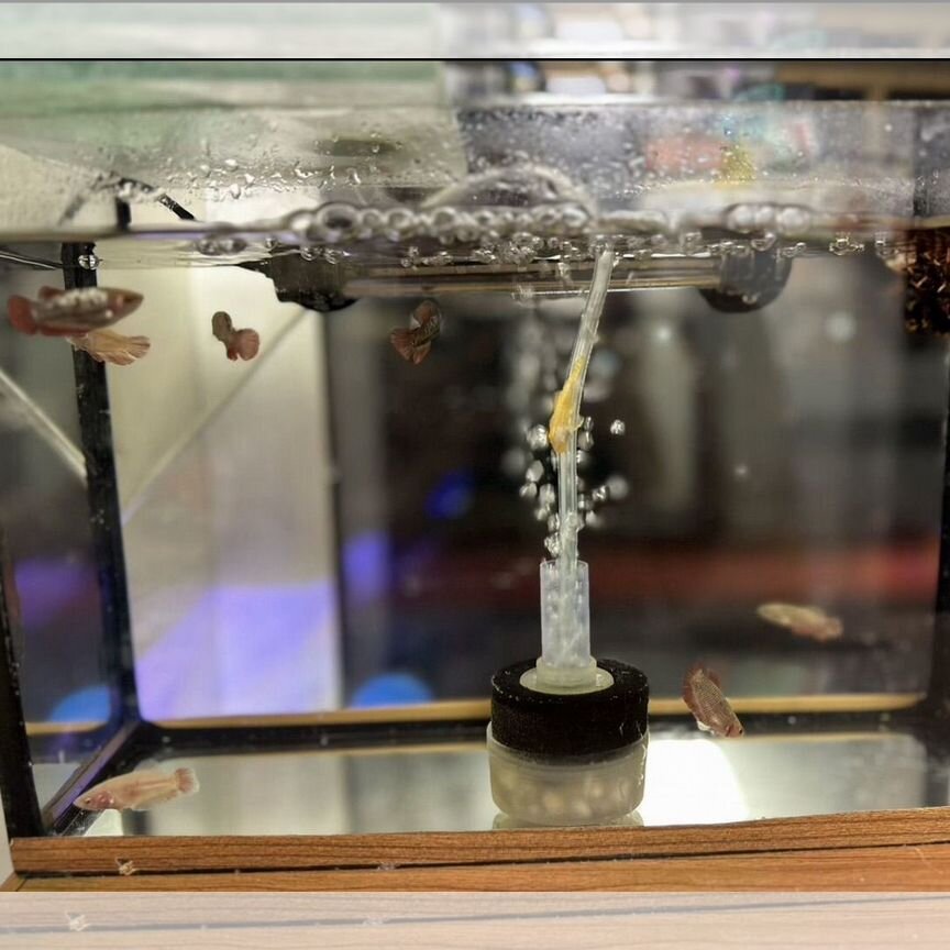 Аквариумные рыбки и растения