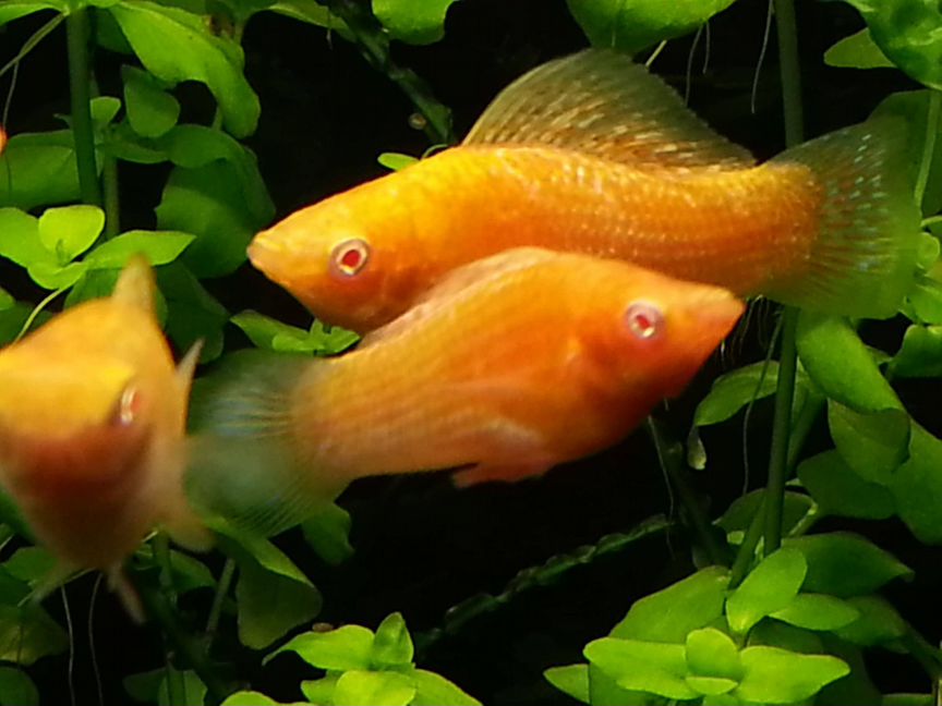 Велифера альбино оранж