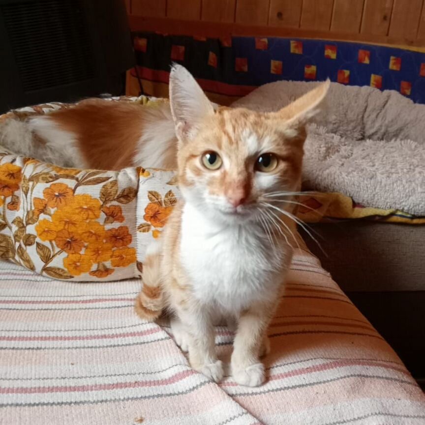 Котёнок Микки в добрые руки бесплатно