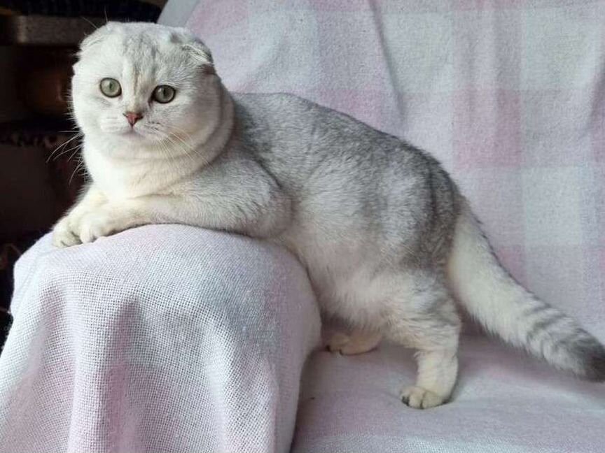 Кот скоттиш фолд