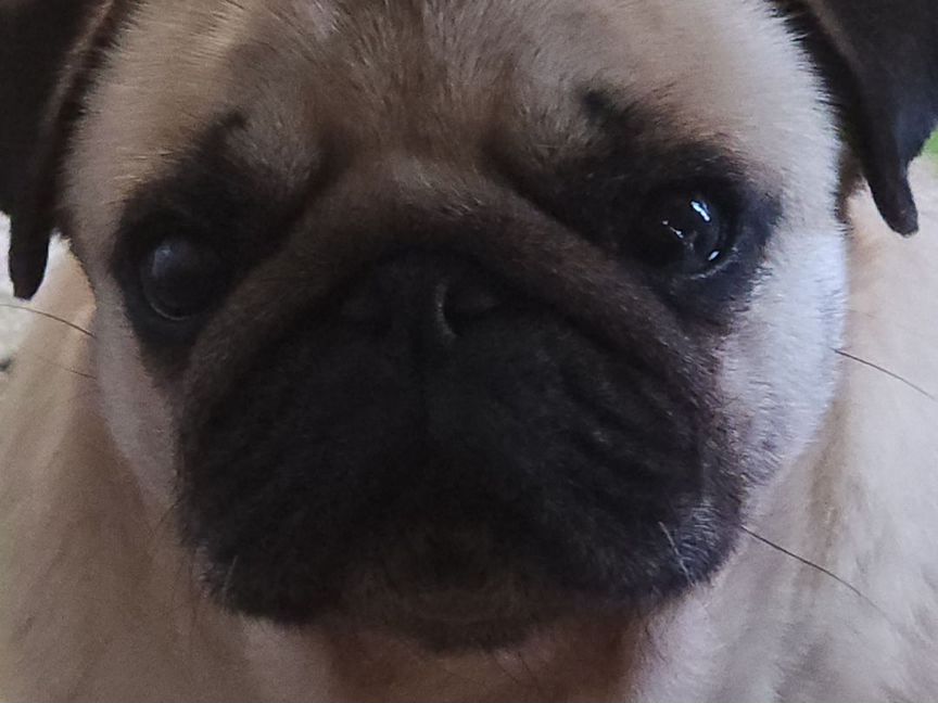 Мопс