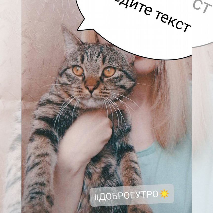 Отдадим кота Бесплатно