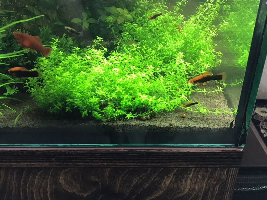 Вабикуса с растениями