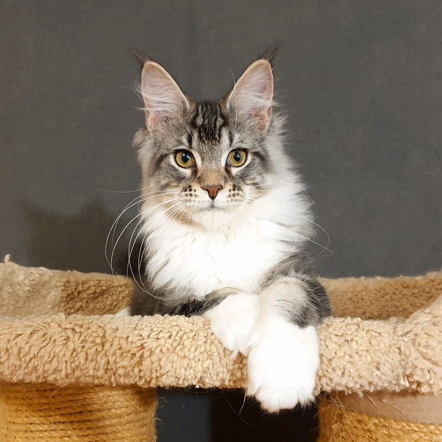 Котята мейн-кун