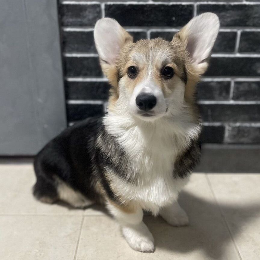 Вельш Корги Пемброк, щенок