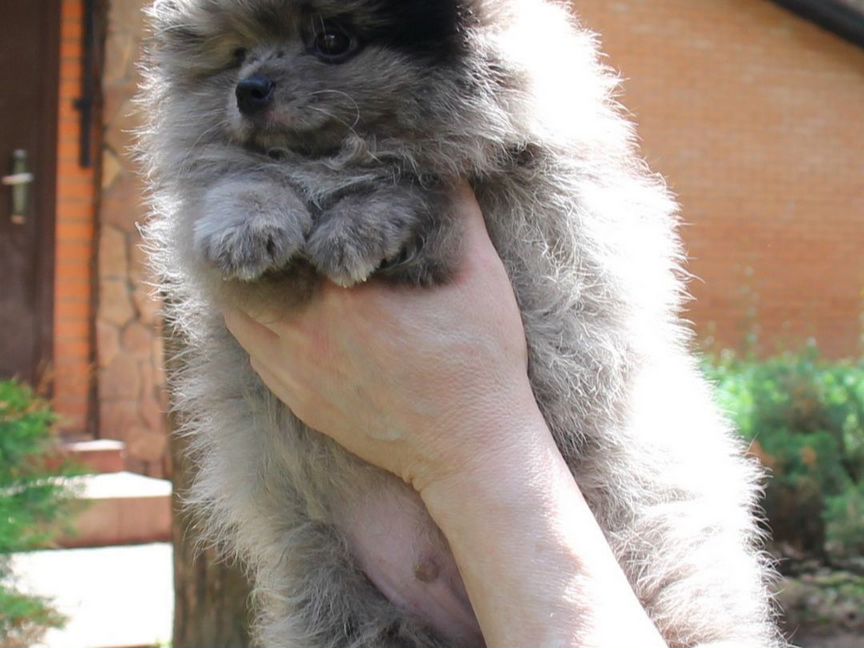 Мальчишка мерле, 2,5 мес