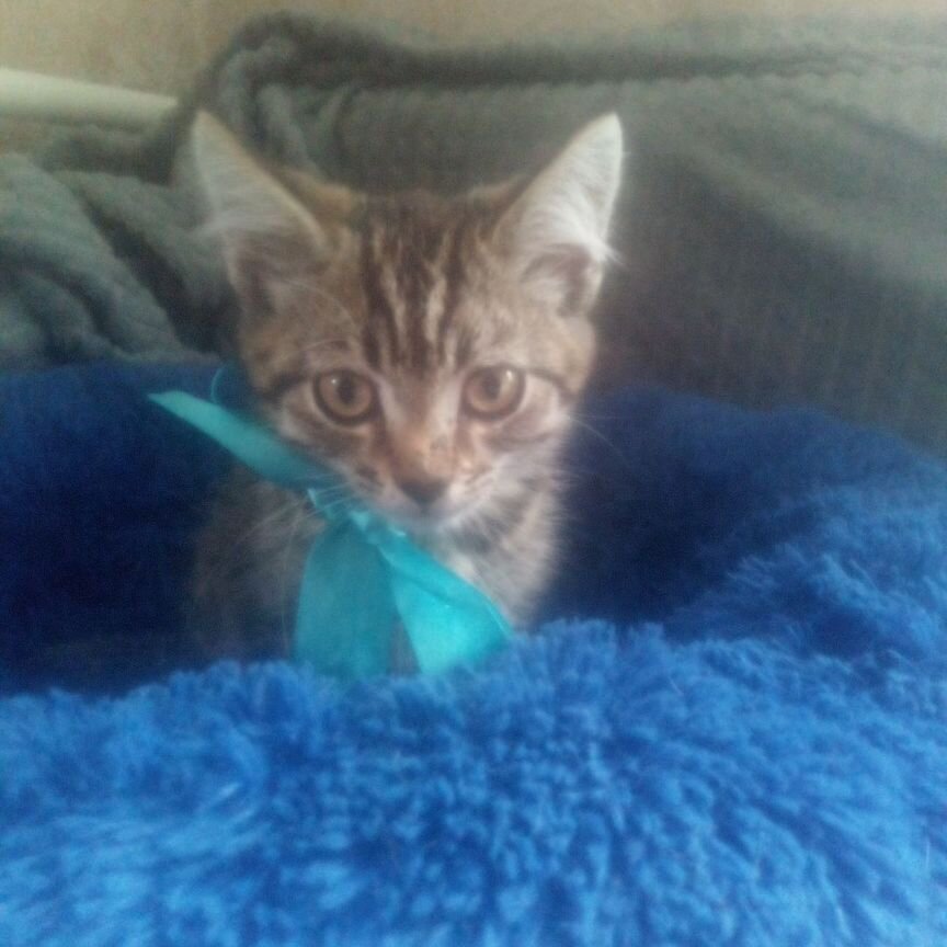 Котики маленькие