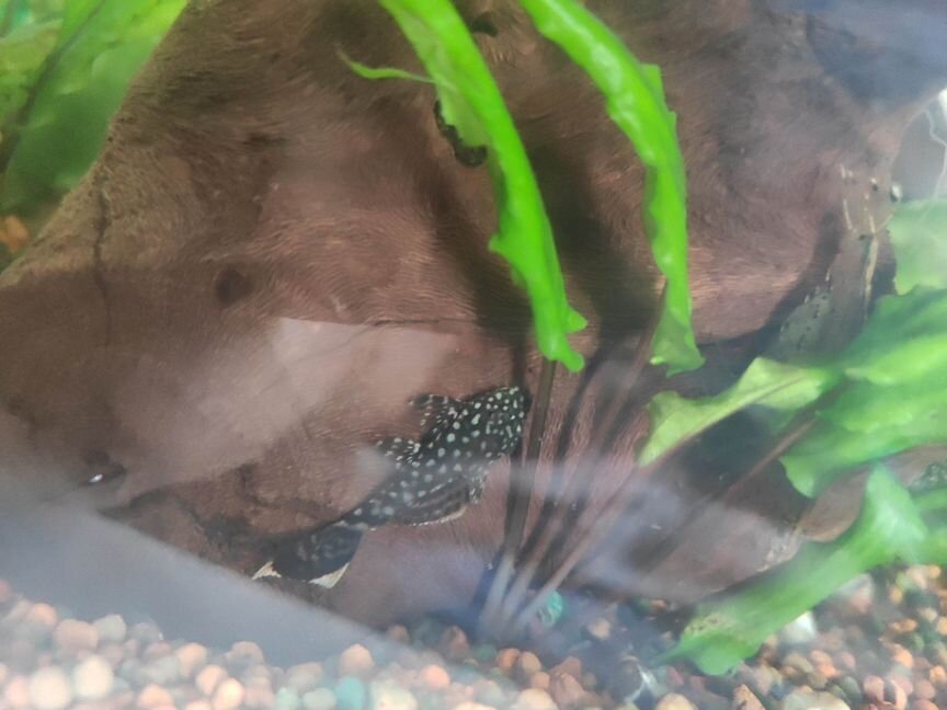 Сомики анциструс