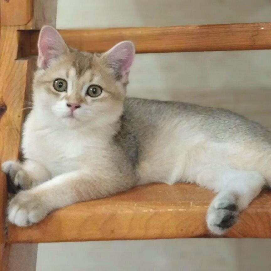 Шотландский прямоухий короткошёрстный котёнок