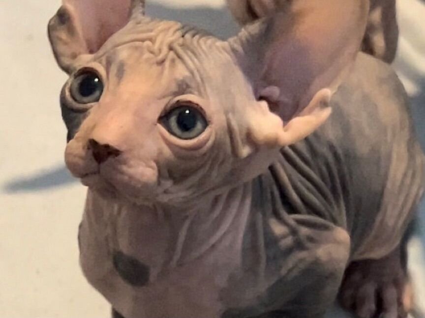 Канадский сфинкс котенок