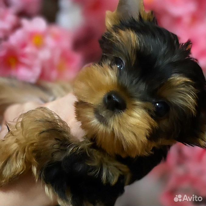 Девочка baby фейс мини