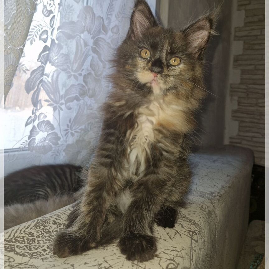 Мейн-кун котёнок