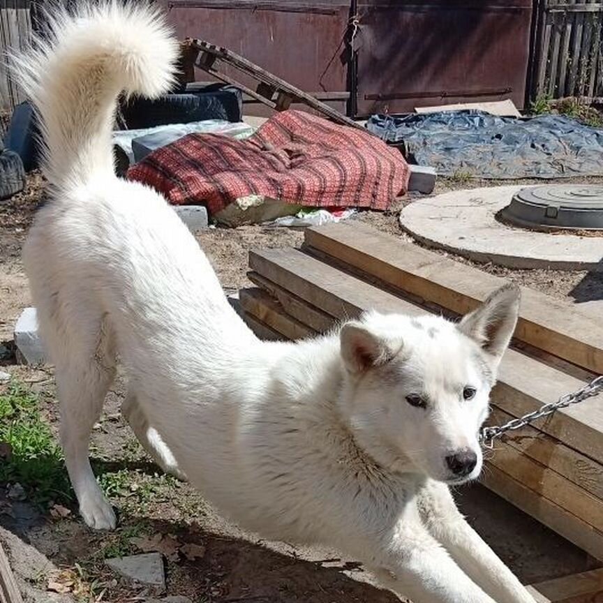Взрослый пёс в добрые руки