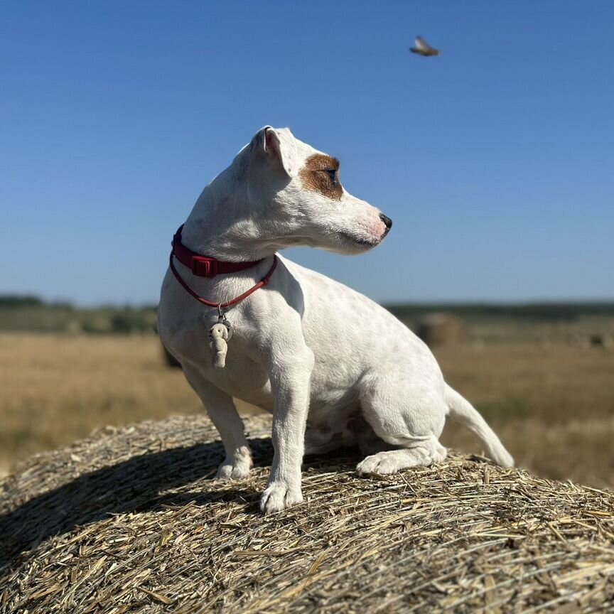Вязка кобель джек рассел
