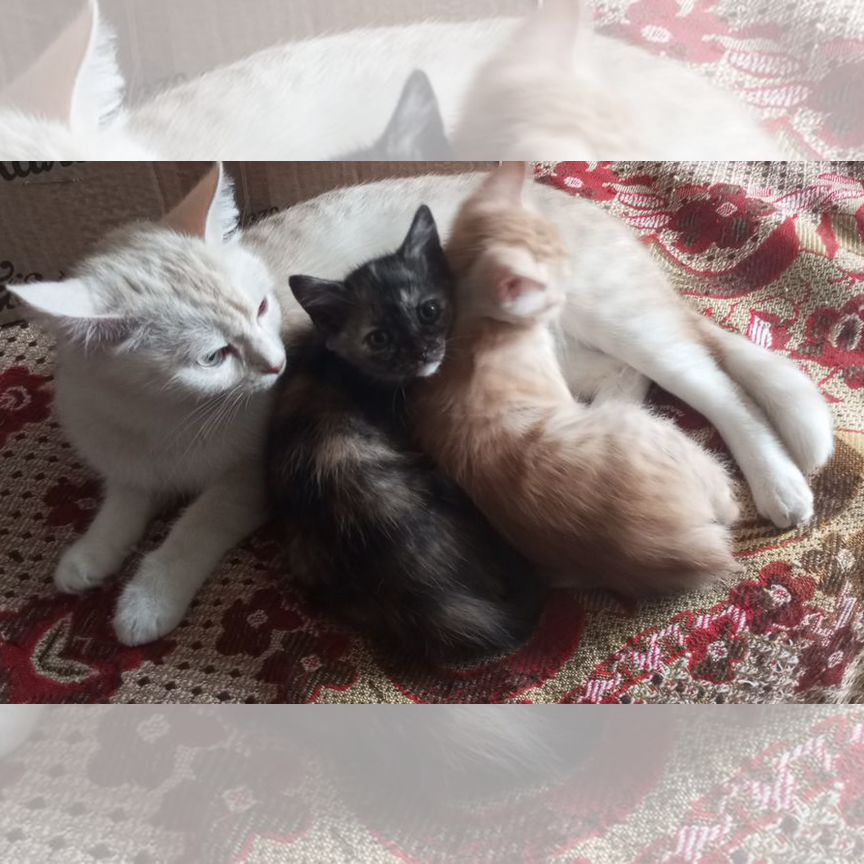 Отдадим котёнка (кошечка)