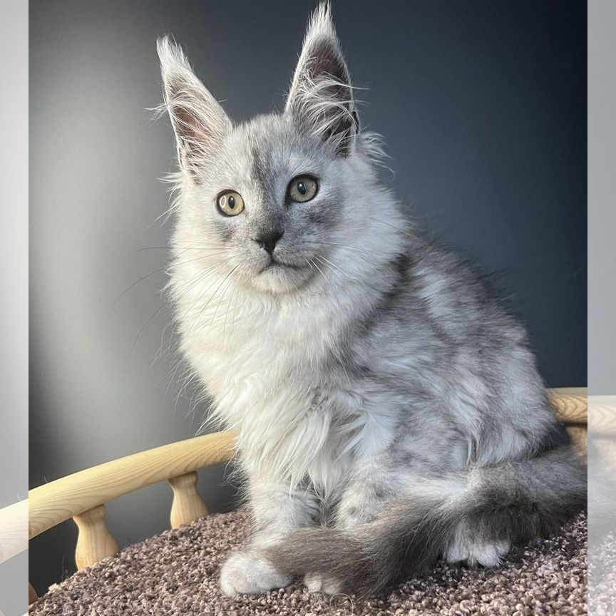 Котик мейн кун