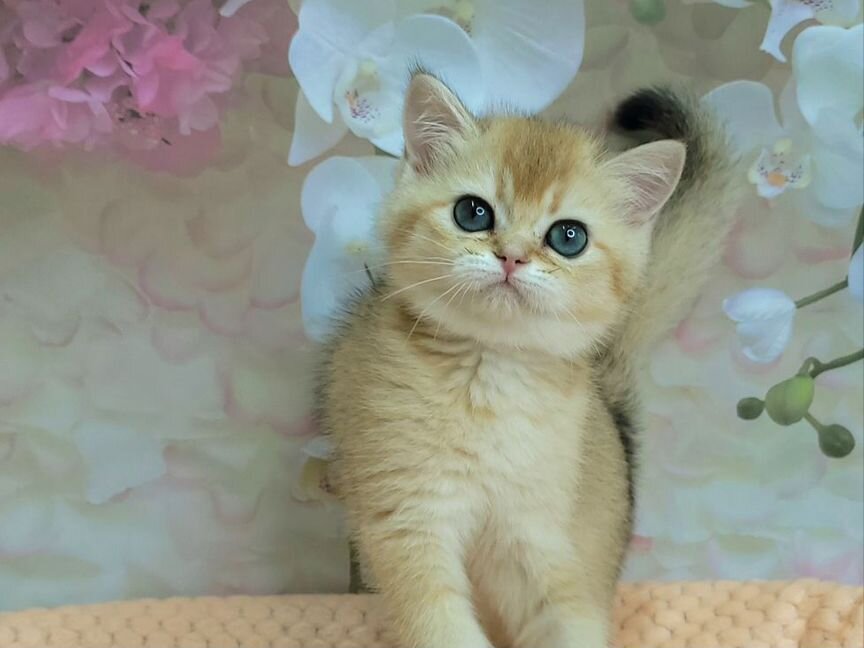 Шотландские котята золотая шиншилла в разведение