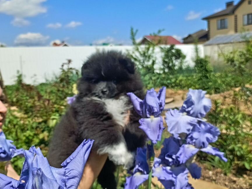 Собака