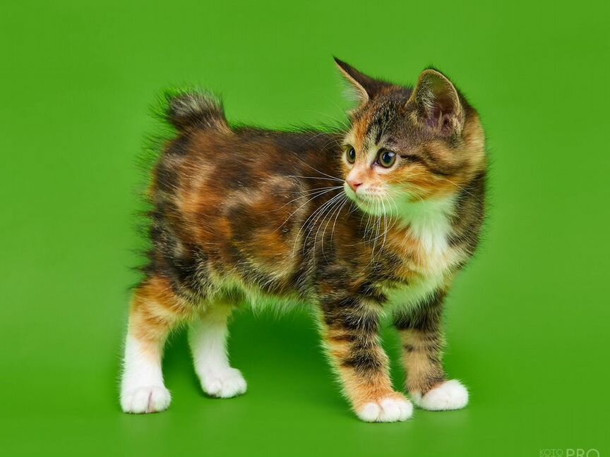 Котенок (Кошечка) 3 месяца