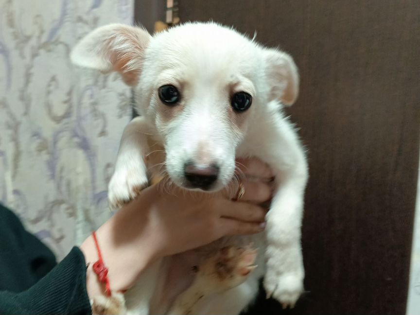 Собаки бесплатно в добрые руки щенки