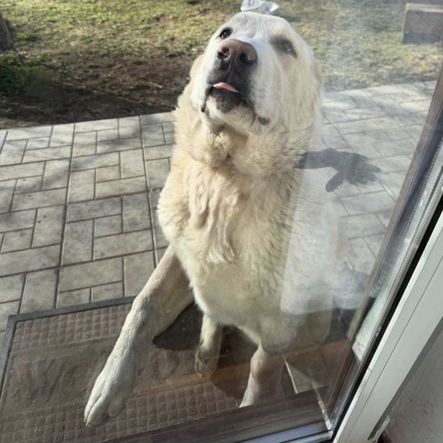 Среднеазиатская овчарка, щенок