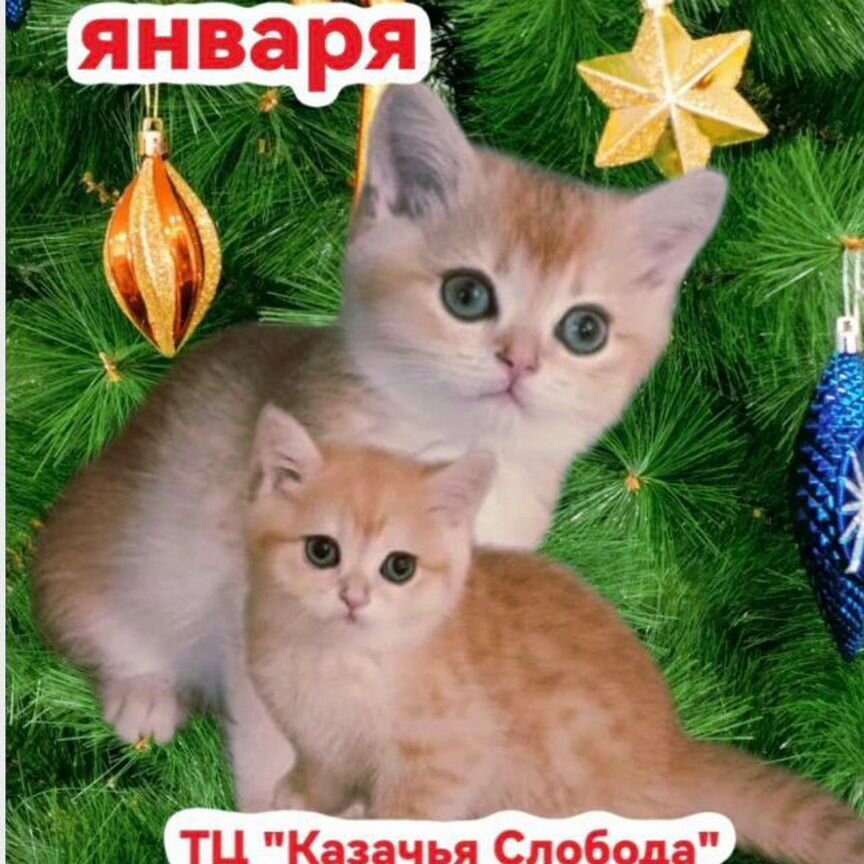 Британский короткошёрстный котёнок