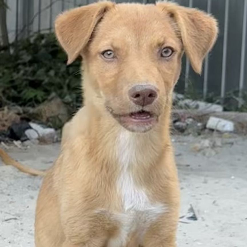 Красивый щенок