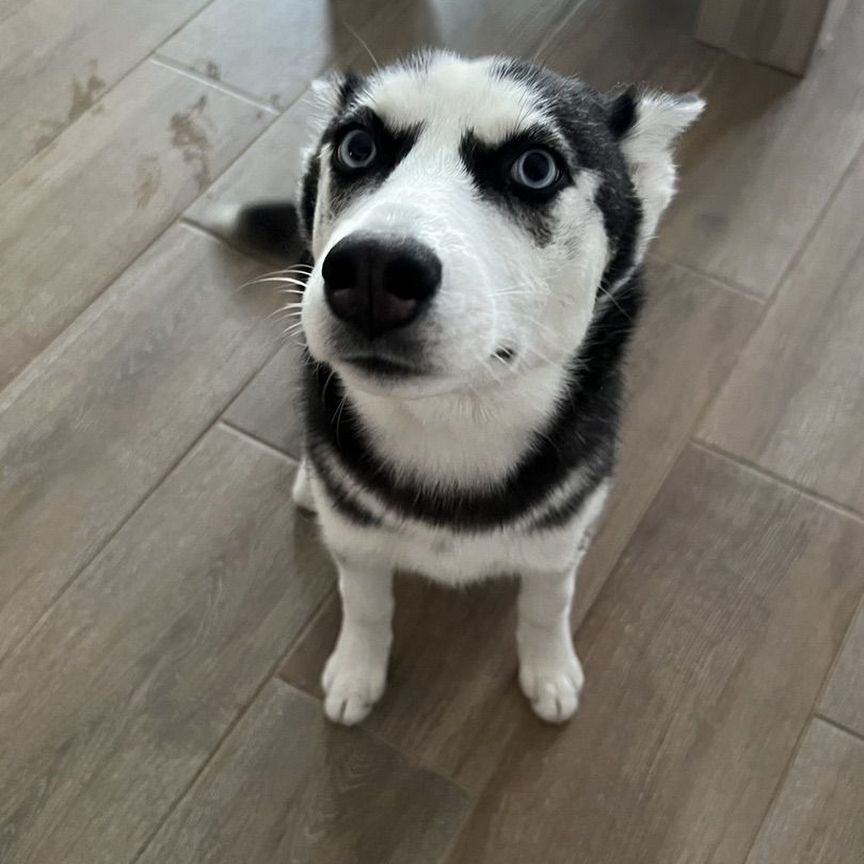 Сибирский хаски