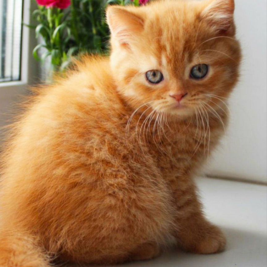 Рыжие плюшки на счастье