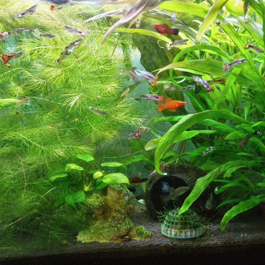 Продам аквариумные растения