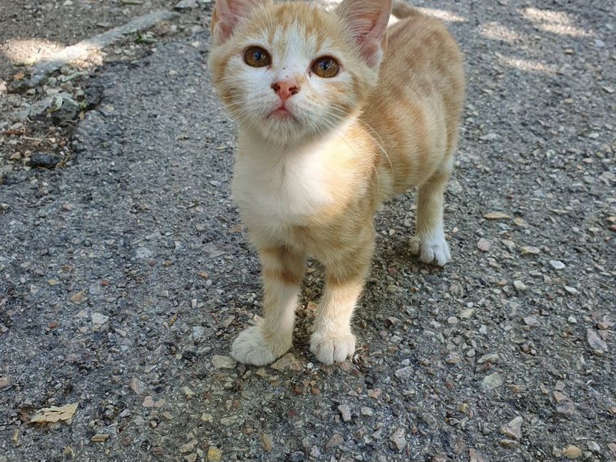 Котята в добрые руки