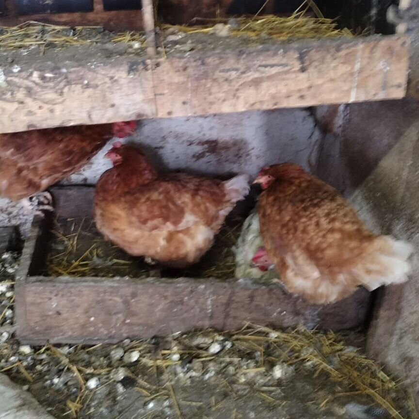 Куры несушки