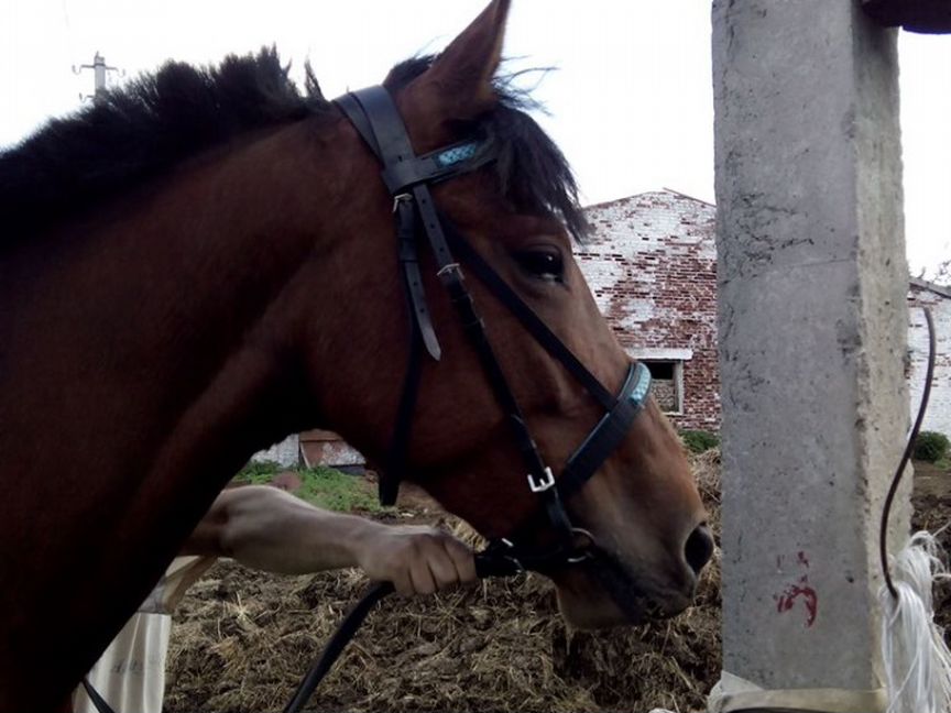 Продаю уздечку