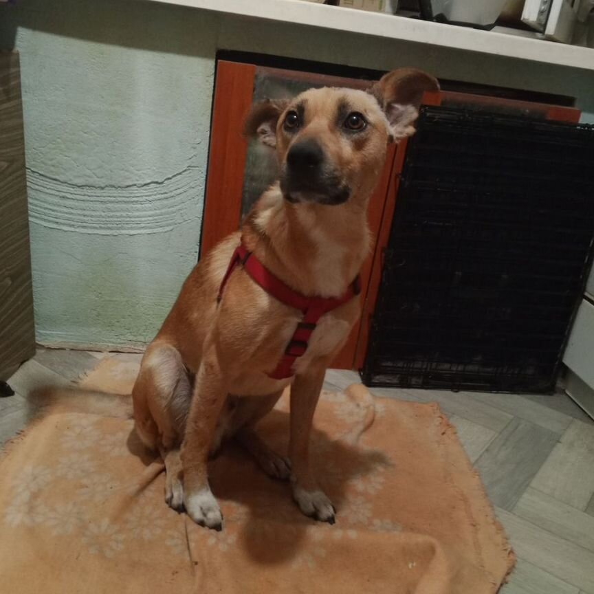 Взрослый пёс в добрые руки