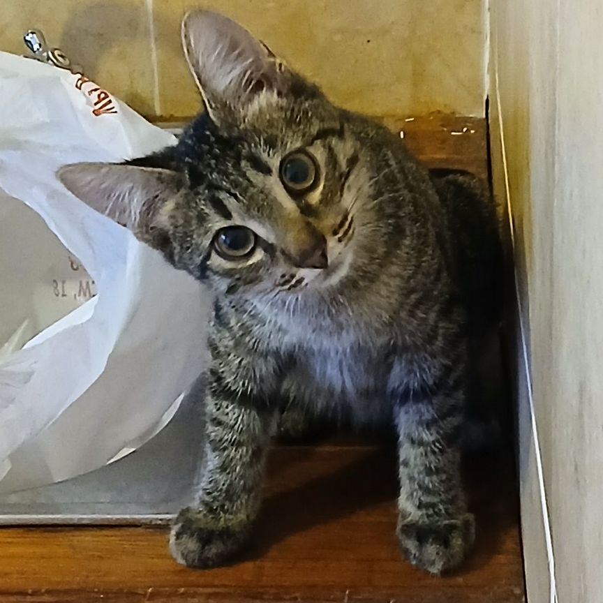 Котёнок в добрые руки