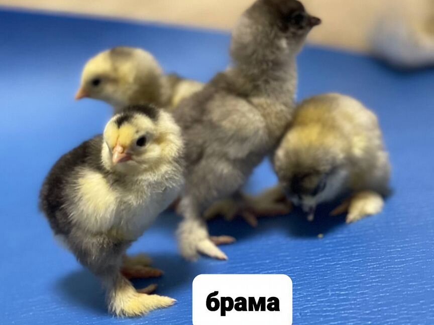 Цыплята суточные