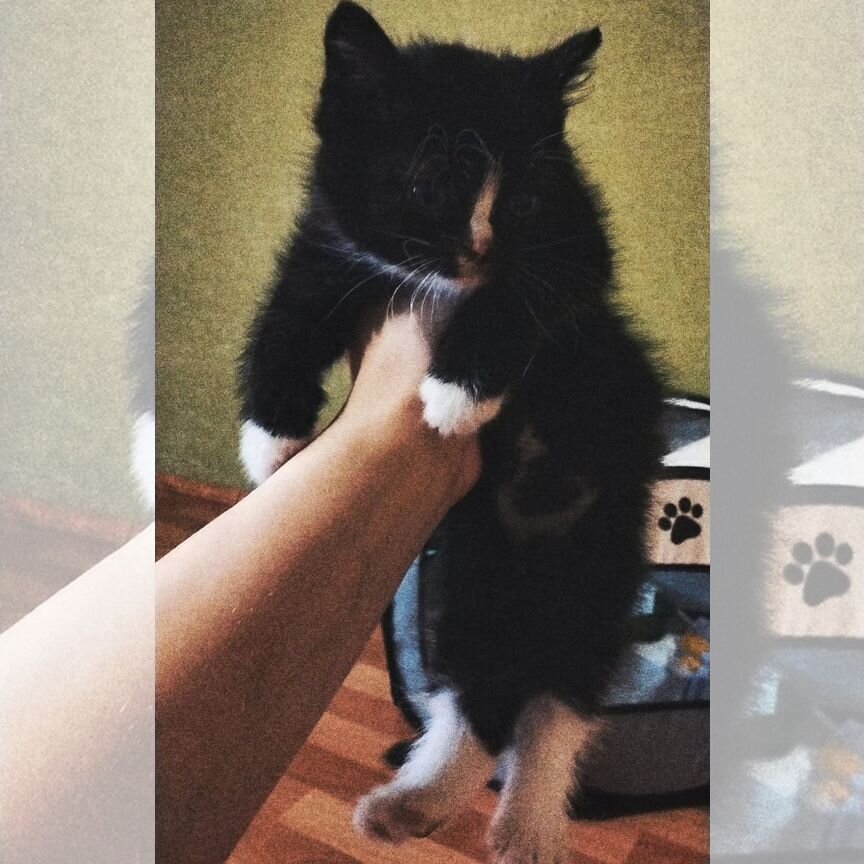 Котёнок в добрые руки