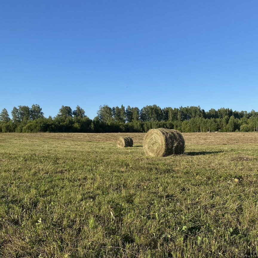 Продам сено в рулонах