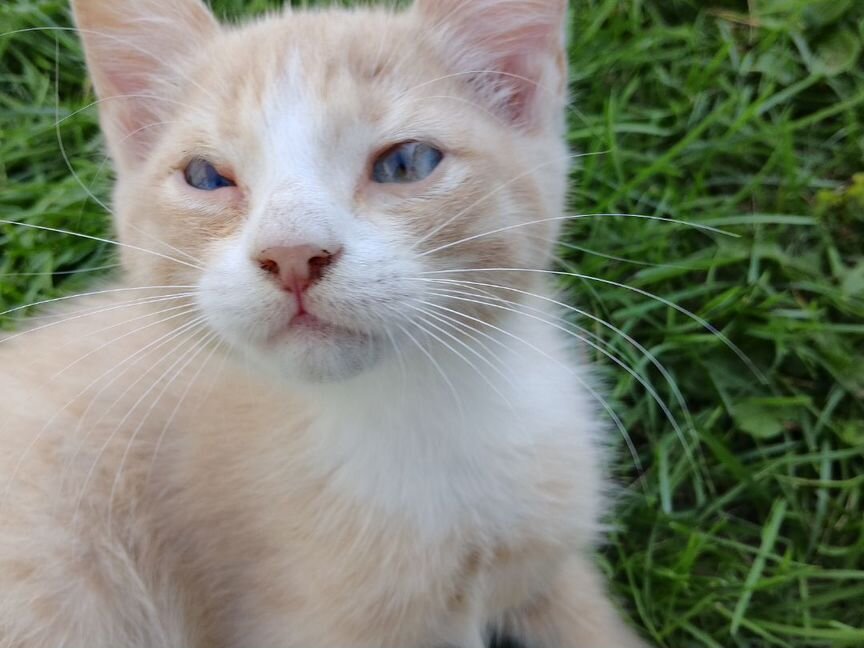 Кошка