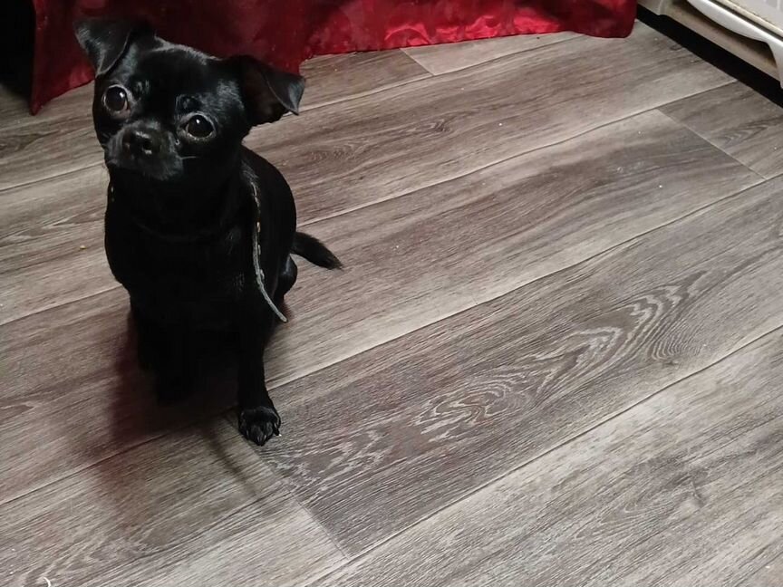 Подрощенный чихуахуа