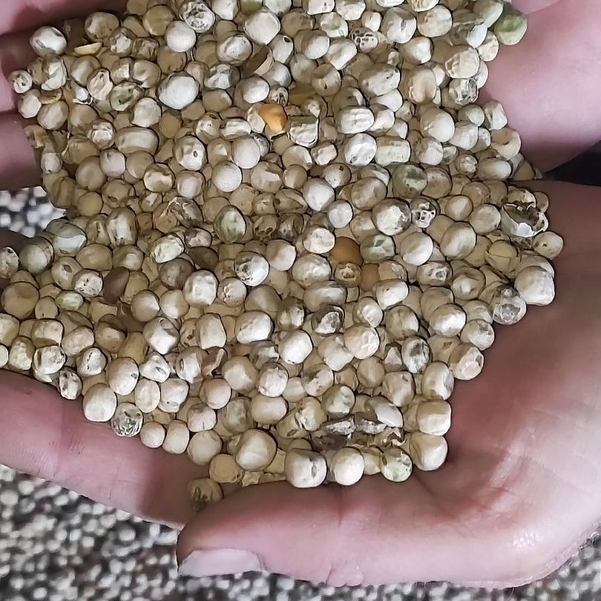 Горох кормовой